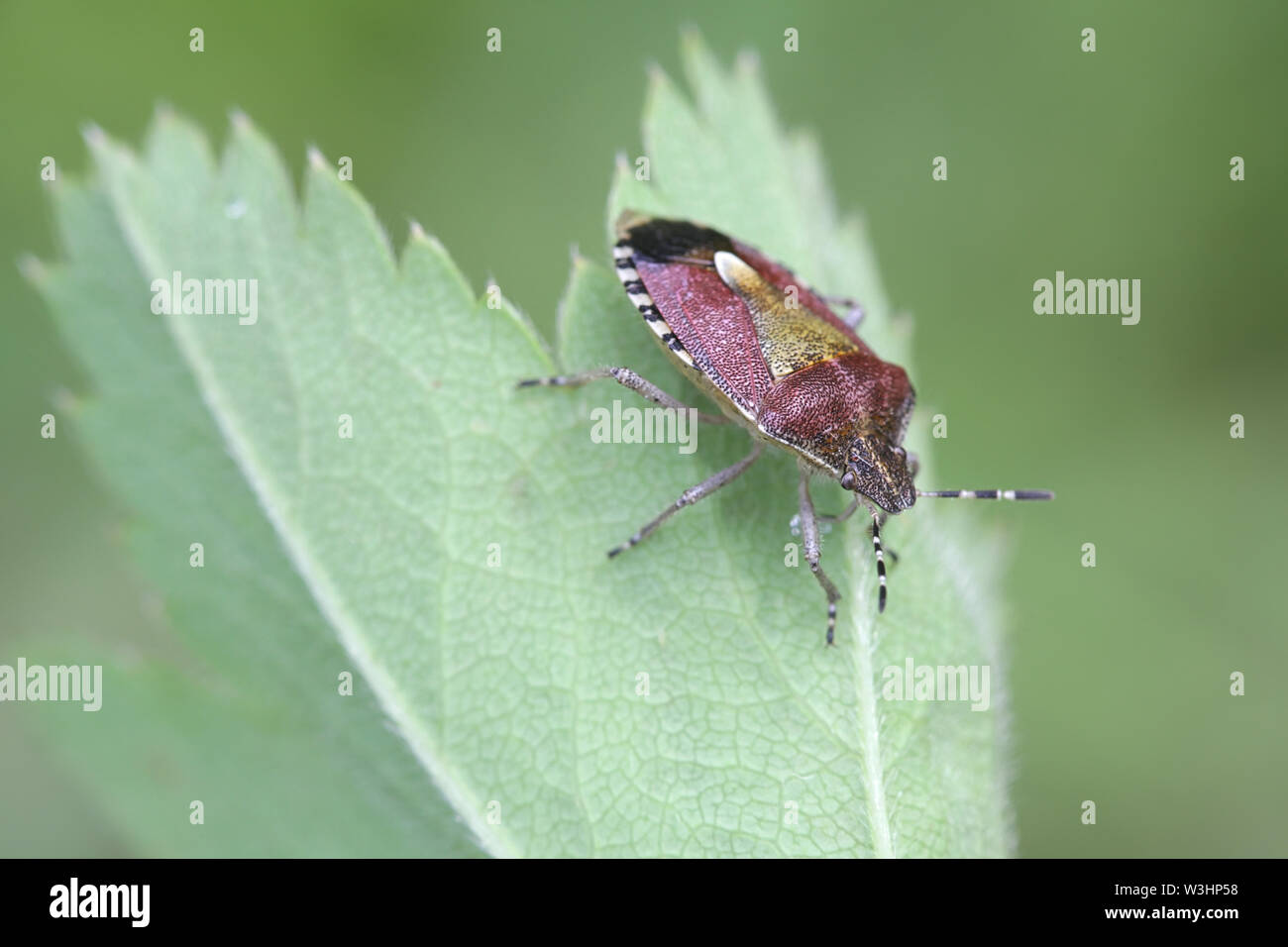 Dolycoris baccarum, known as the sloe bug, a species of shield bug in ...