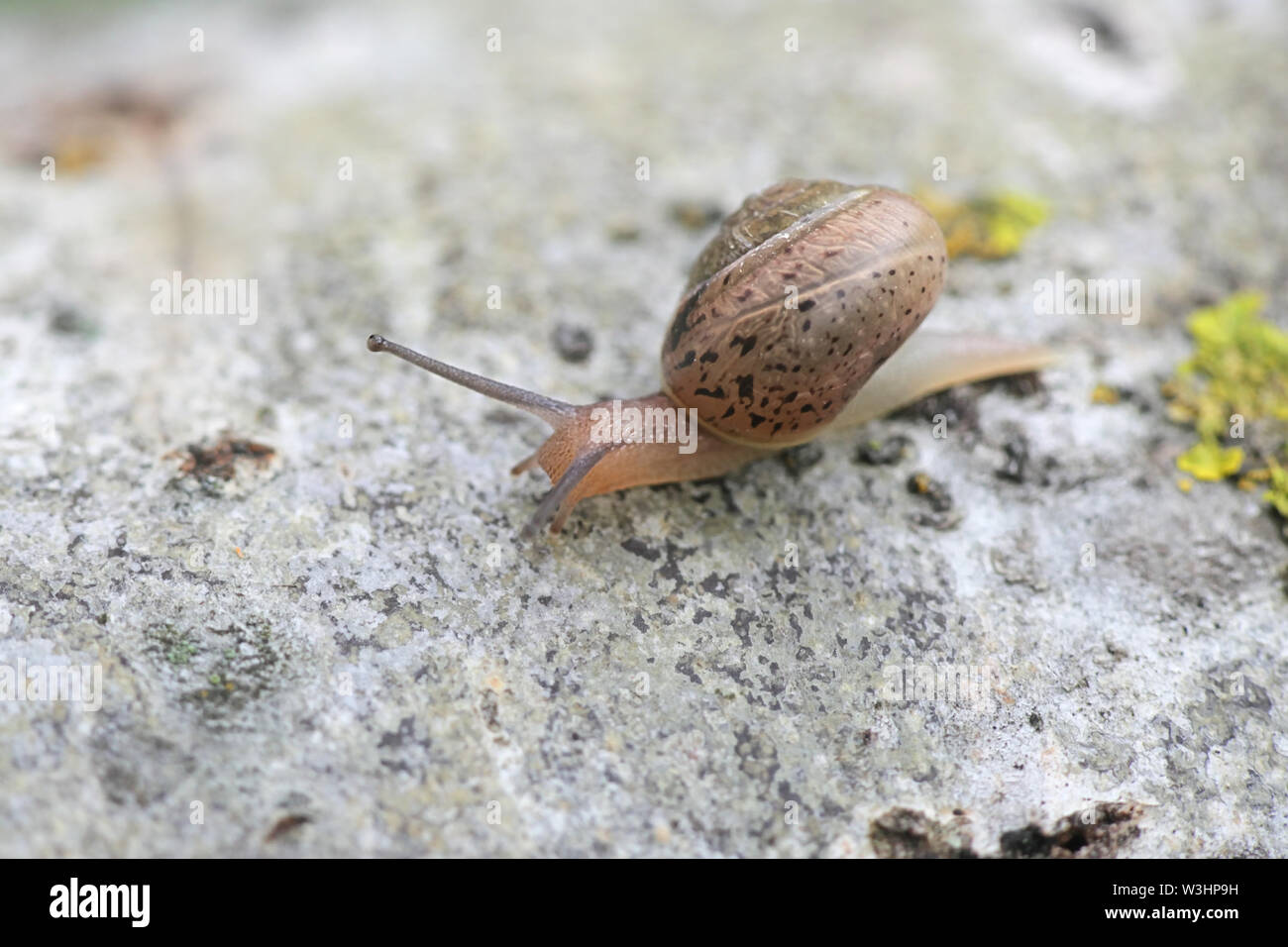 Fruticicola fruticum, known as the bush snail a species of air ...