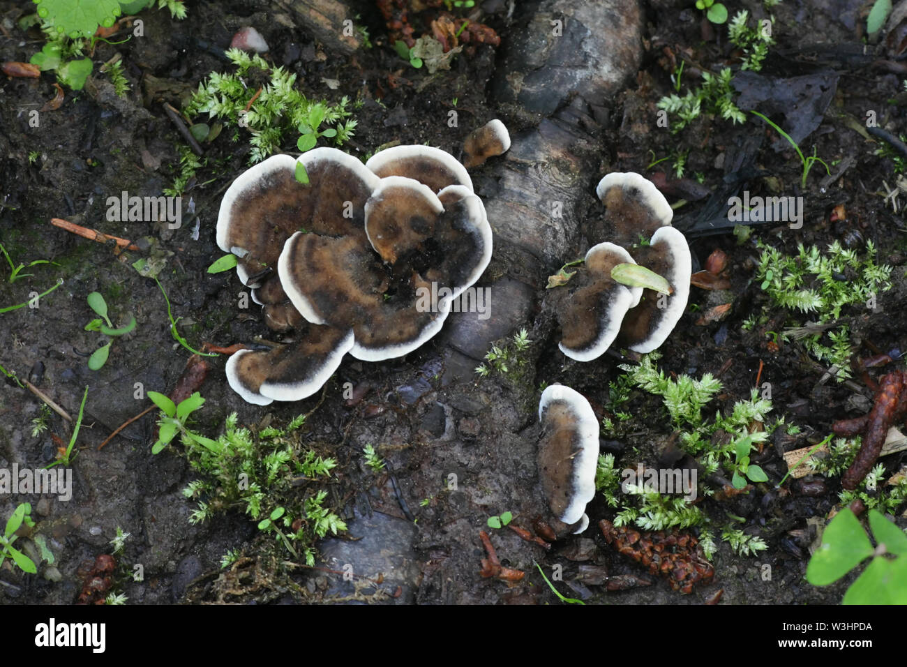 Bjerkandera adusta hi-res stock photography and images - Alamy