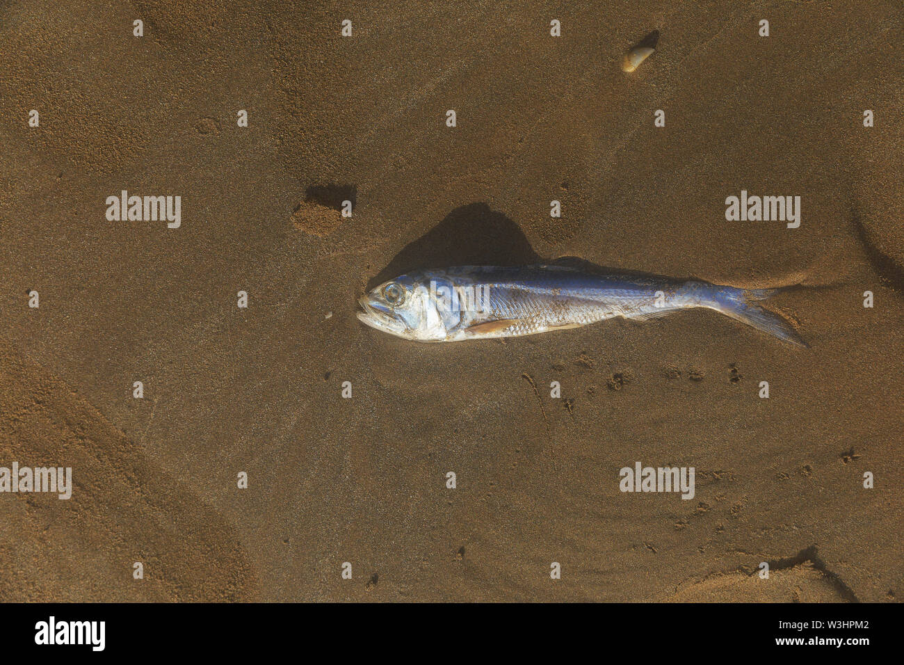 Dead fish lying shore beach hi-res stock photography and images - Alamy