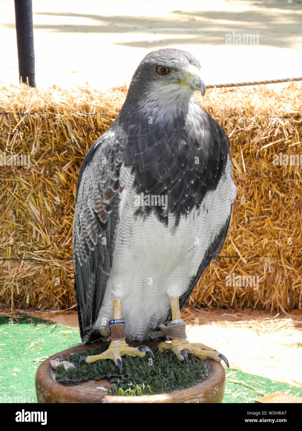 Gyr falcon falco rusticolus hi-res stock photography and images - Alamy
