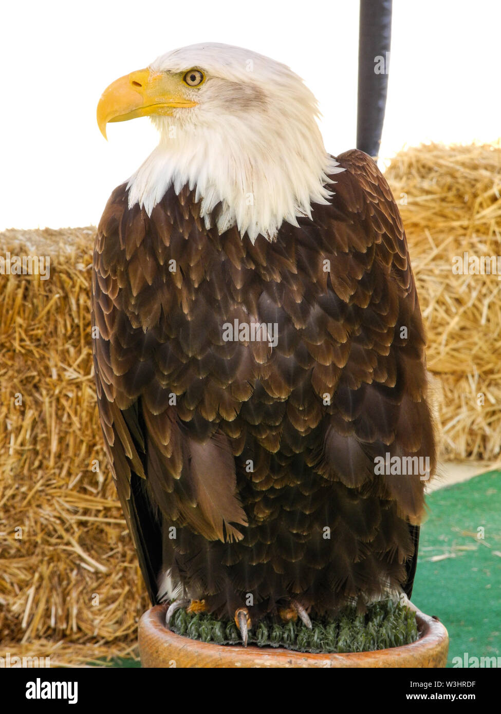 Haliaeetus leucocephalus, Bald Eagle Stock Photo - Alamy
