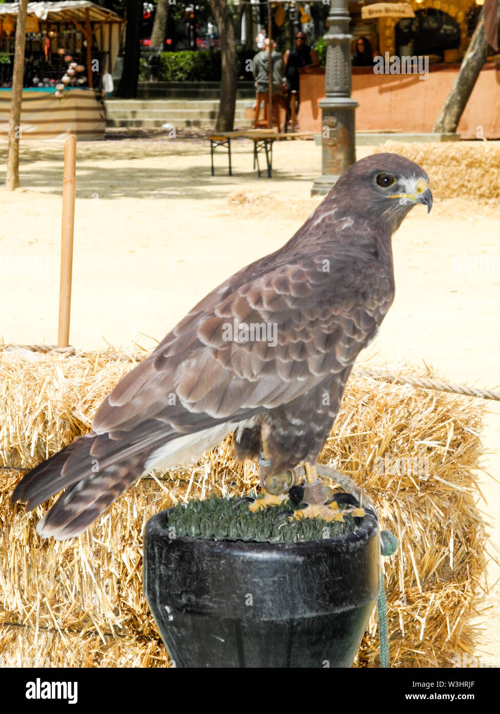 Buzzard hawk hi-res stock photography and images - Alamy