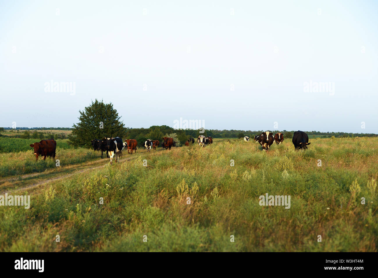 Ukraine cow hi-res stock photography and images - Alamy