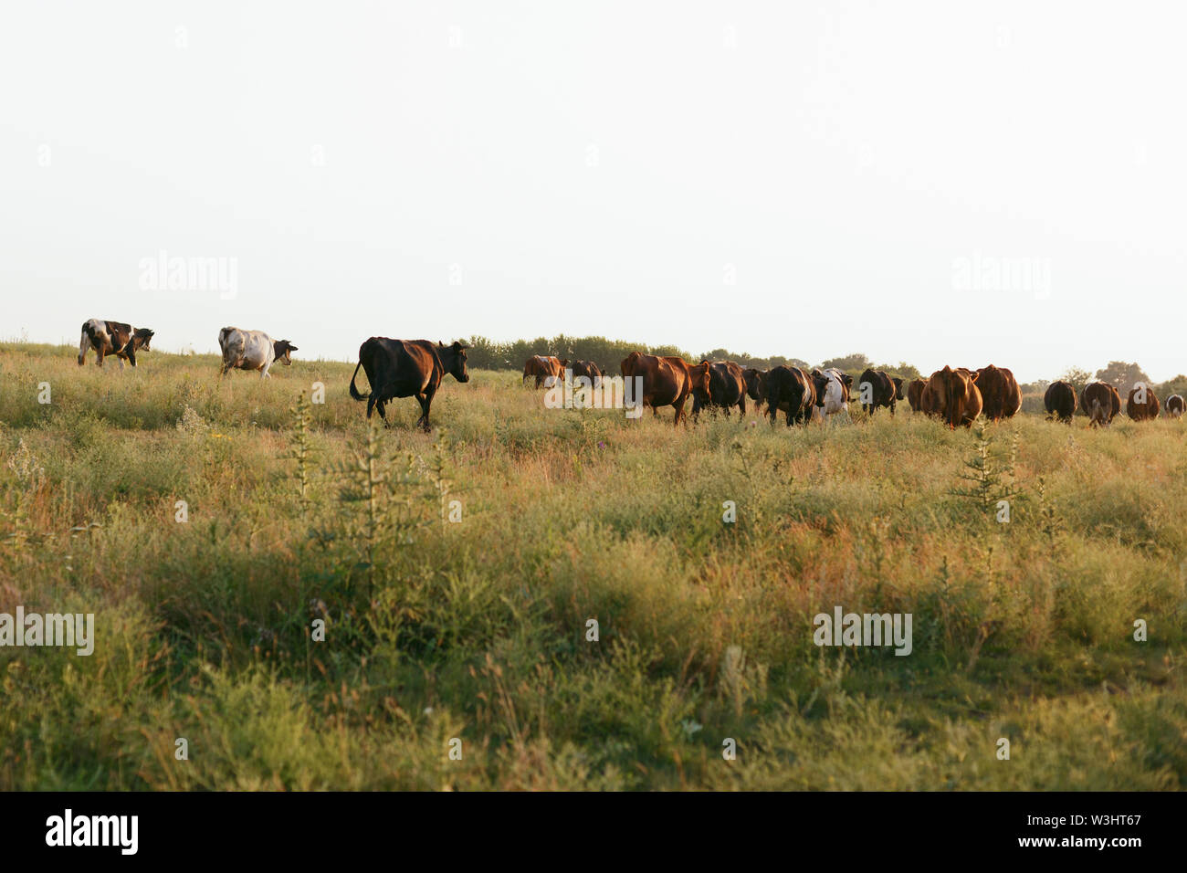 Ukraine cow hi-res stock photography and images - Alamy