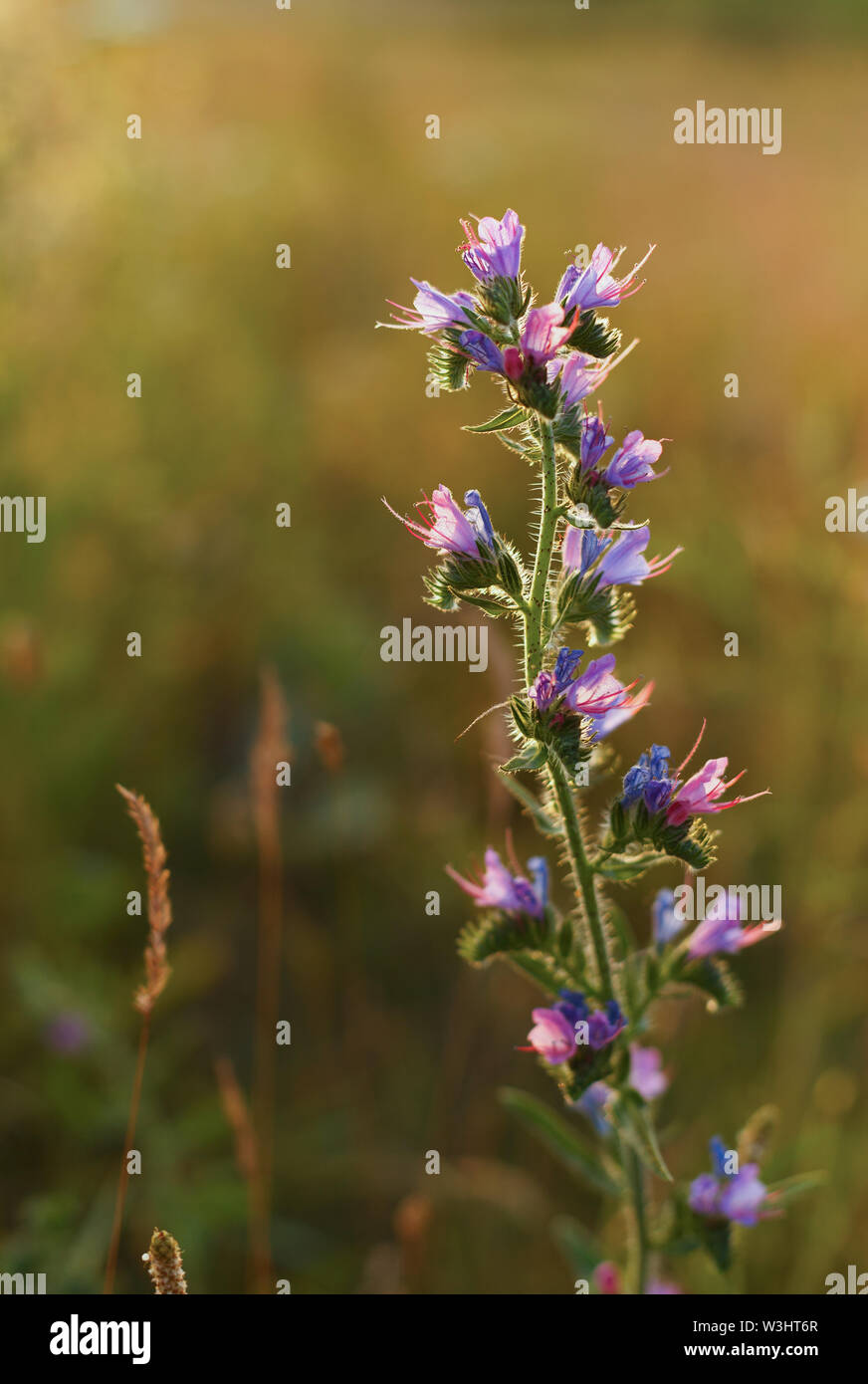 Light purple flower in nature hi-res stock photography and images - Alamy
