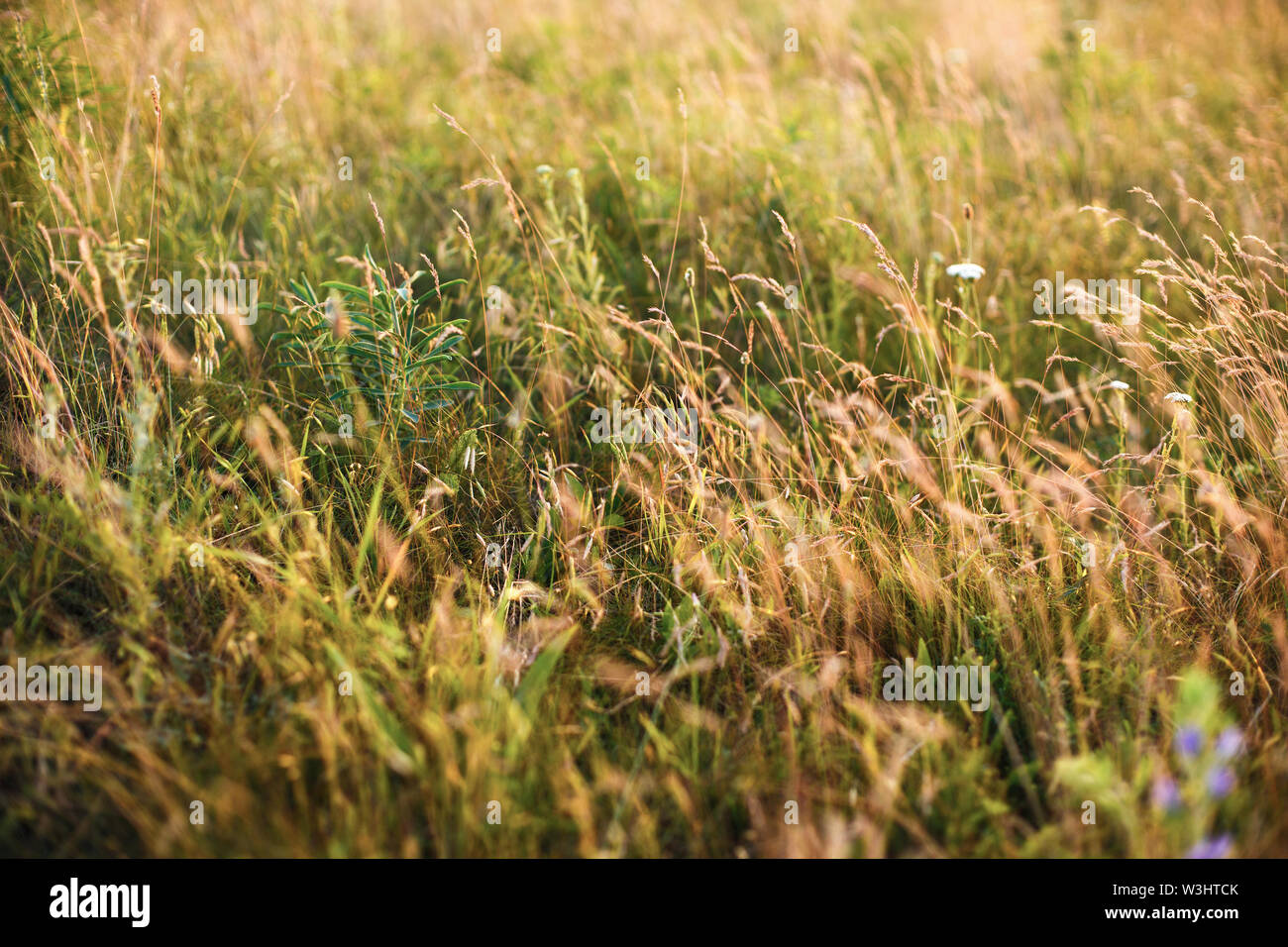 Plenty of plants hi-res stock photography and images - Alamy