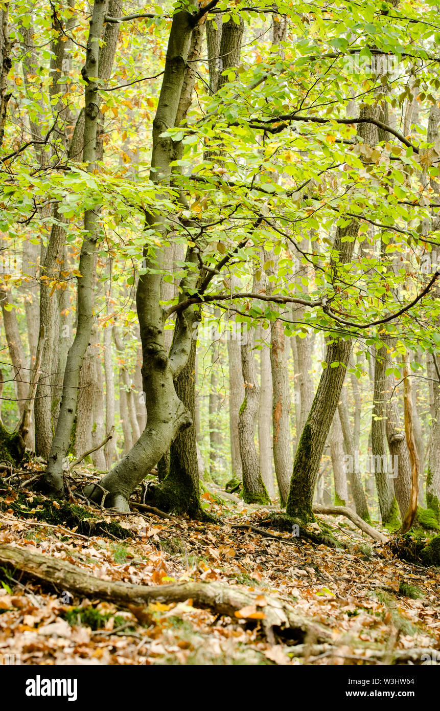 Bavaria, Germany, Autumn in the forest Stock Photo - Alamy