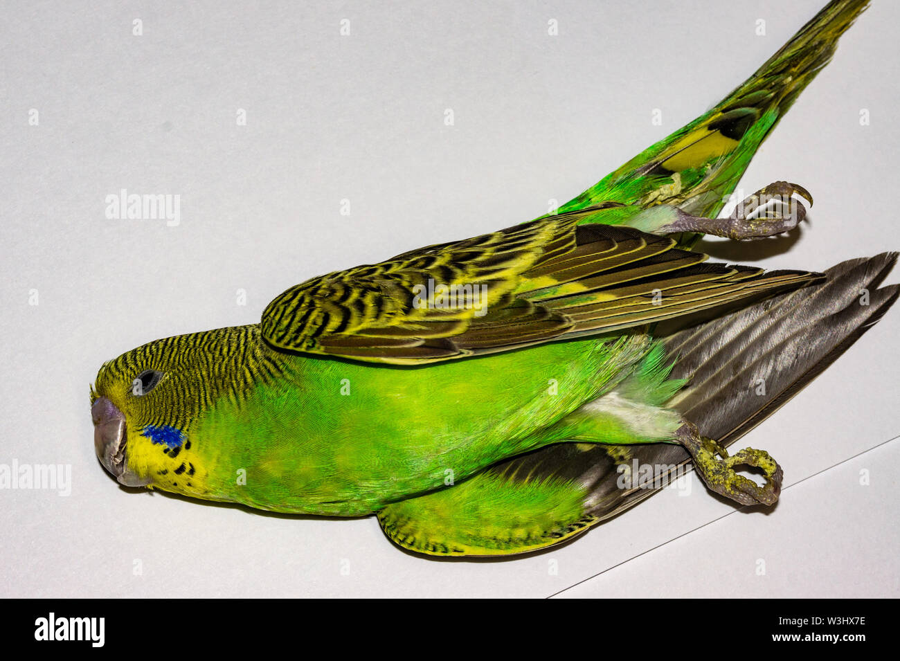 Dying budgie hi-res stock photography and images - Alamy