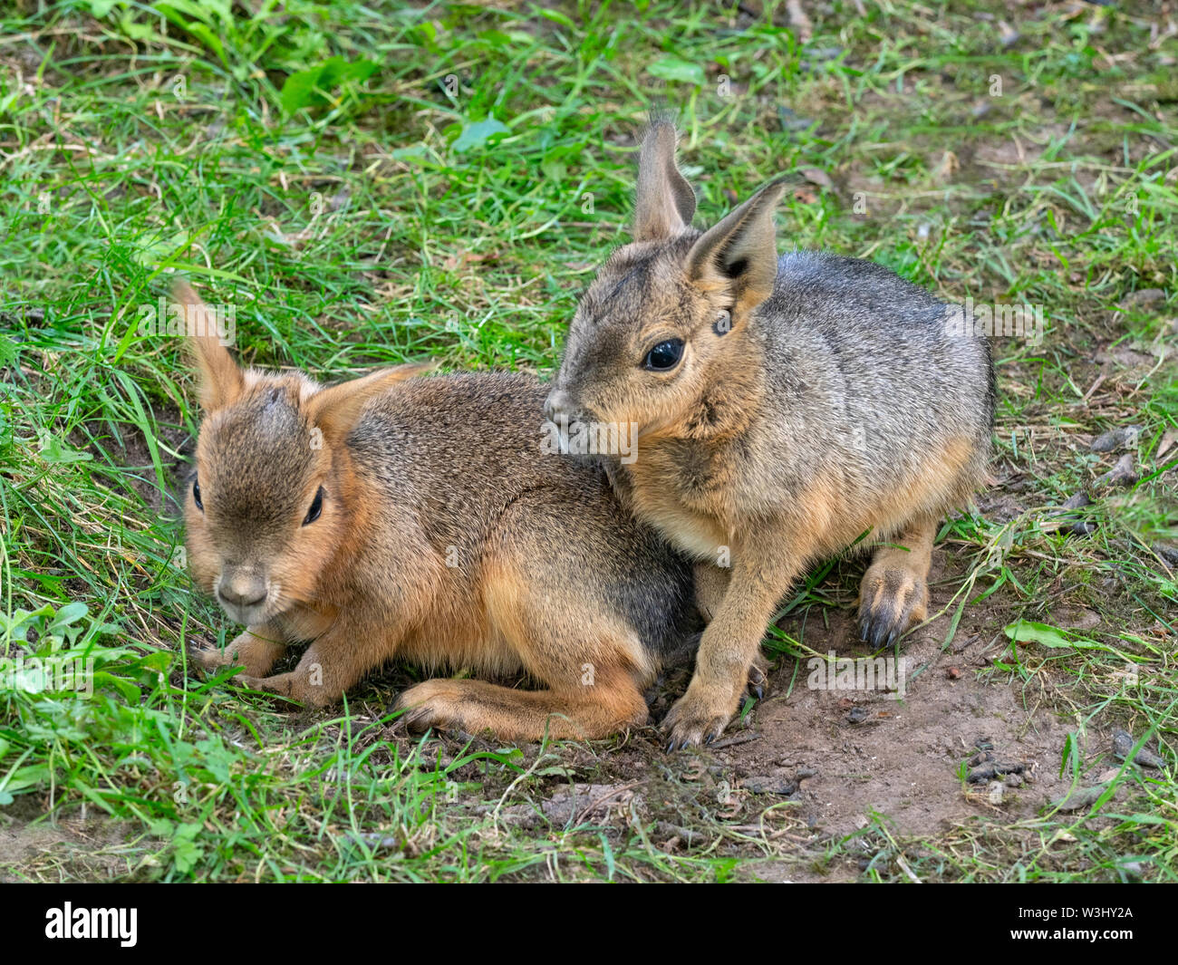 Mara Dolichotis patagonian young Stock Photo - Alamy