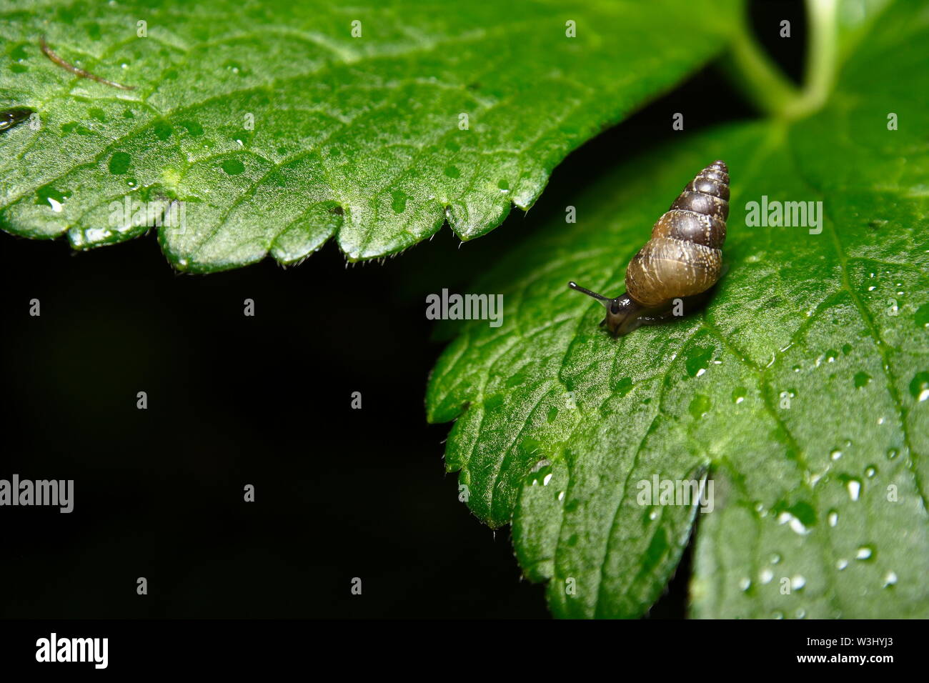 Cone Shell Snail on a wet Buttercup weed leaf with dark background ...