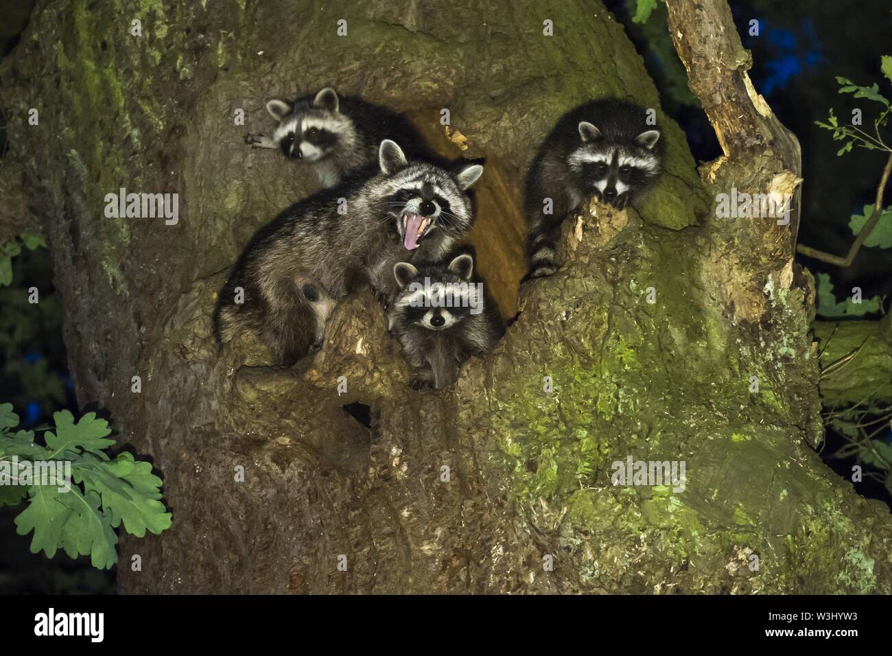 Three Raccoons High Resolution Stock Photography and Images - Alamy