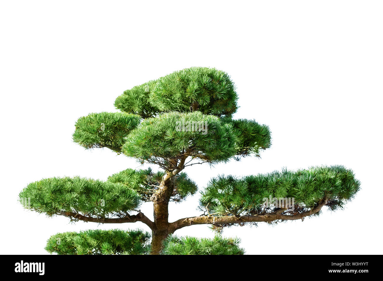 traditional asian Japanese green coniferous bansai tree isolted on ...