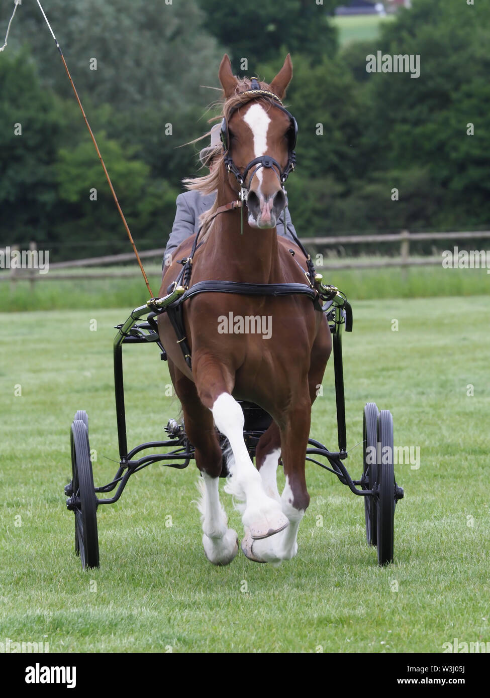 A bay welsh cob in full driving harness being driven in a four wheel ...