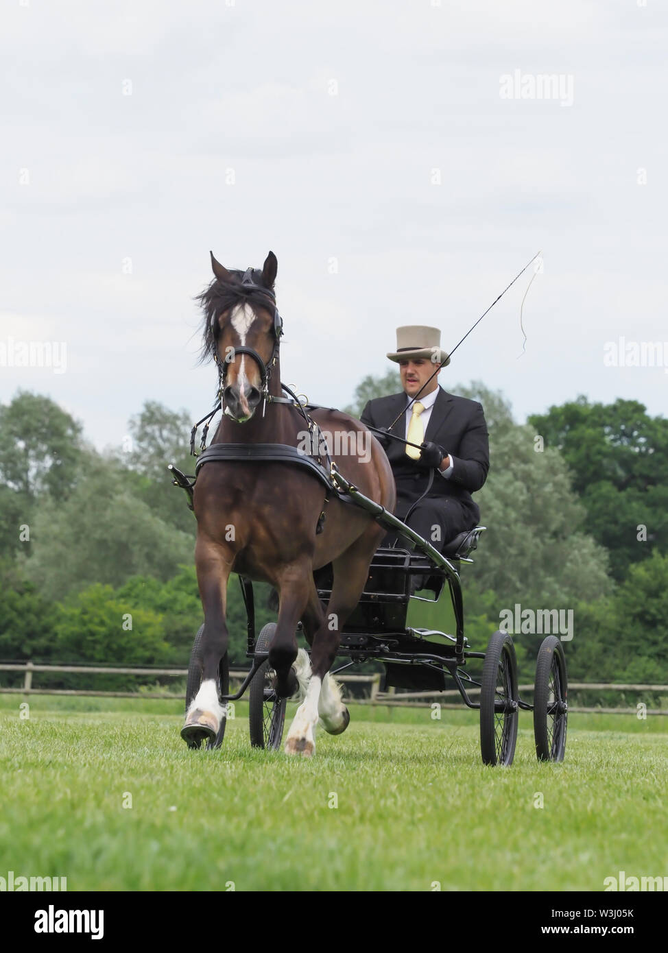 A bay welsh cob in full driving harness being driven in a four wheel ...