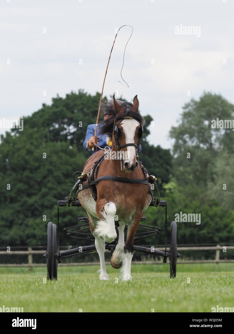 A bay welsh cob in full driving harness being driven in a four wheel ...