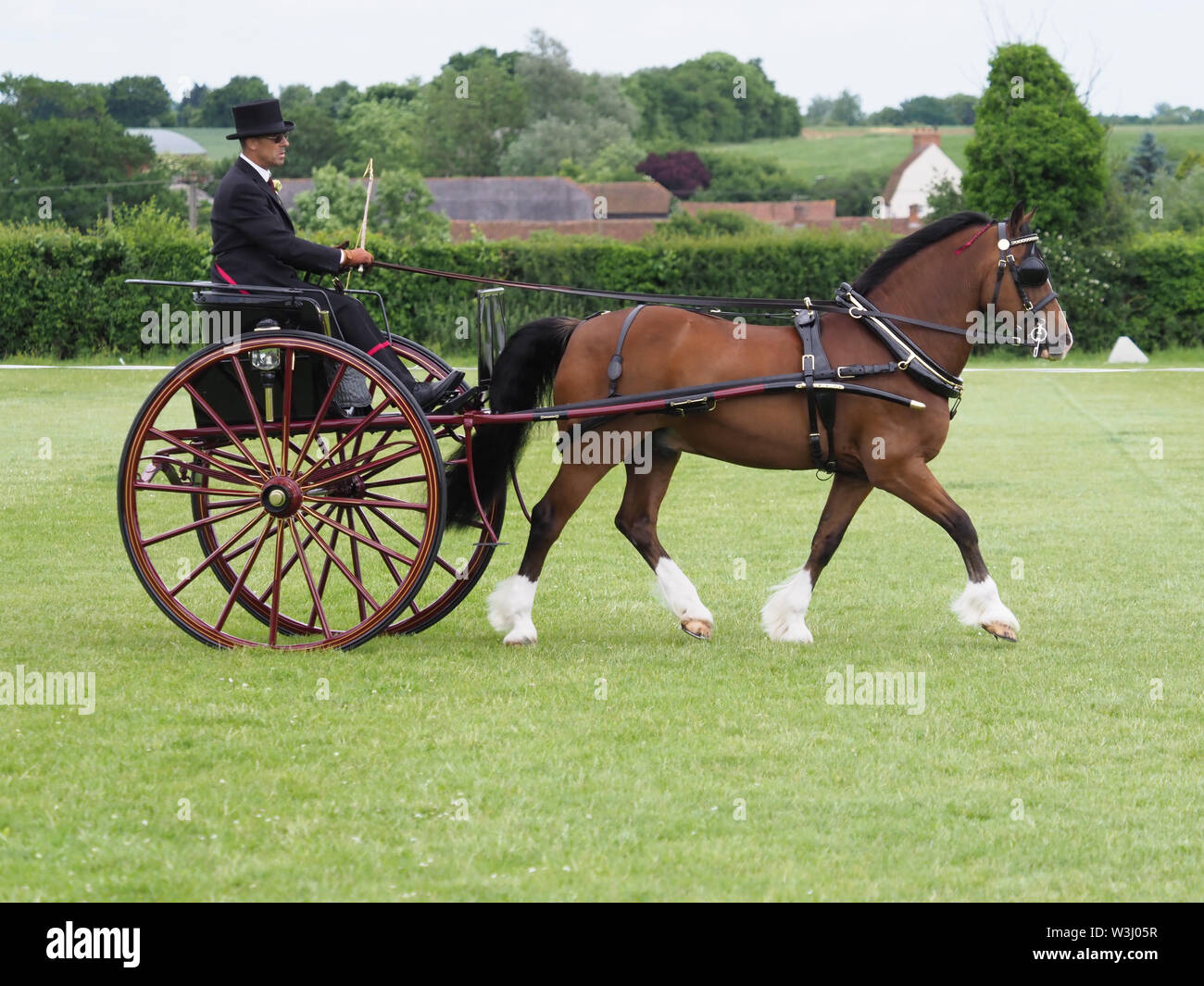A bay welsh cob in full driving harness being driven in a carriage ...