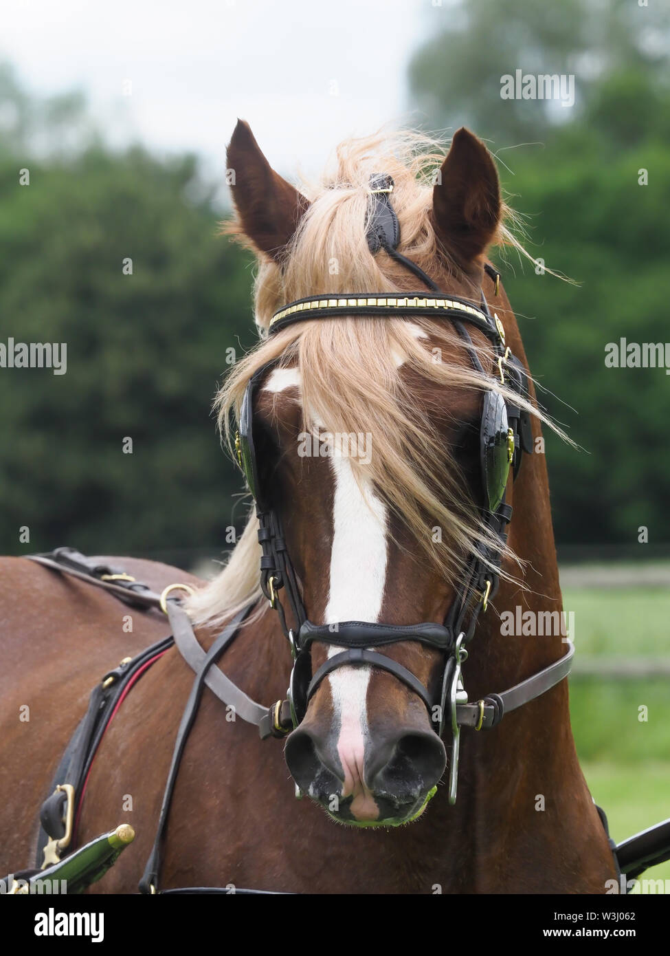 A bay welsh cob in full driving harness Stock Photo - Alamy