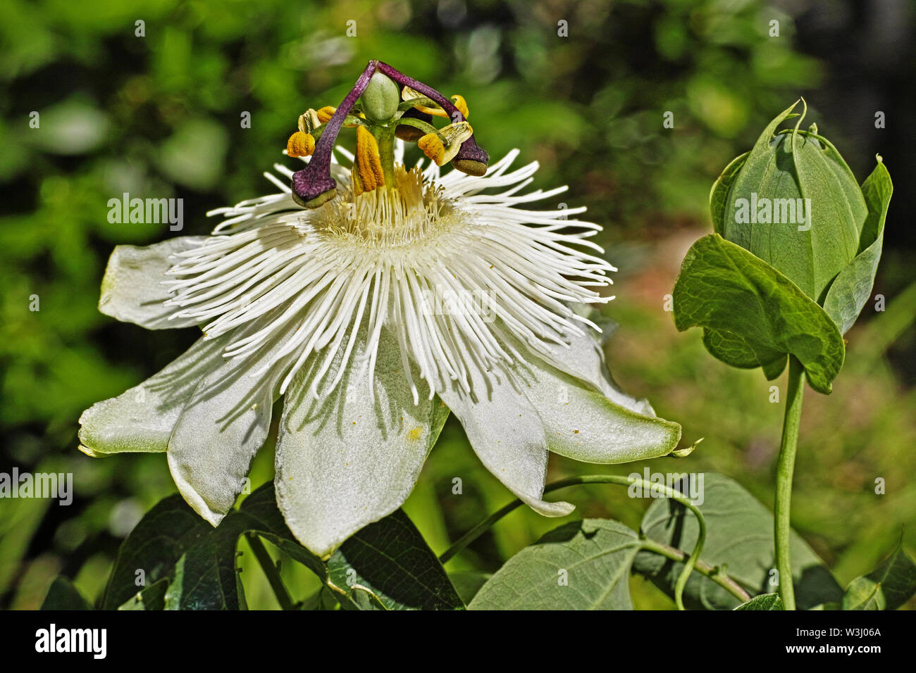 passion flower cerulean constance elliot Stock Photo - Alamy