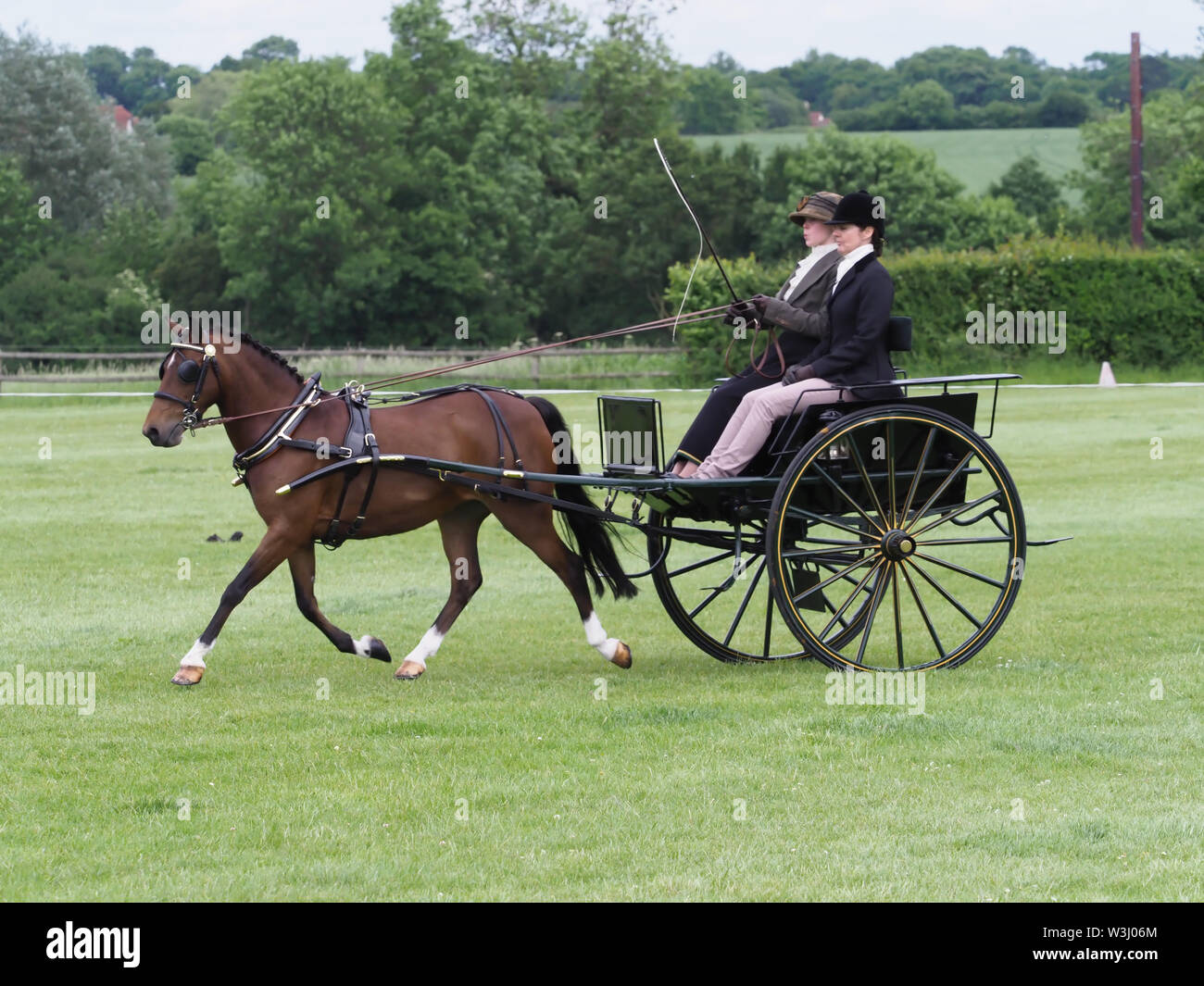 A bay plaited pony in full driving harness being driven in a carriage ...