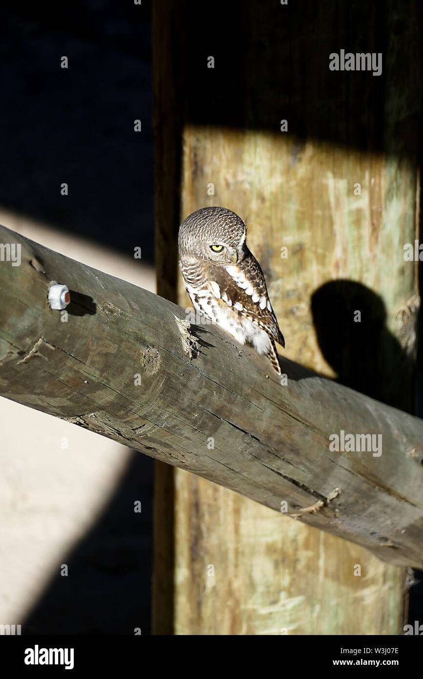 Little owl sitting under deck in Botswana Stock Photo - Alamy