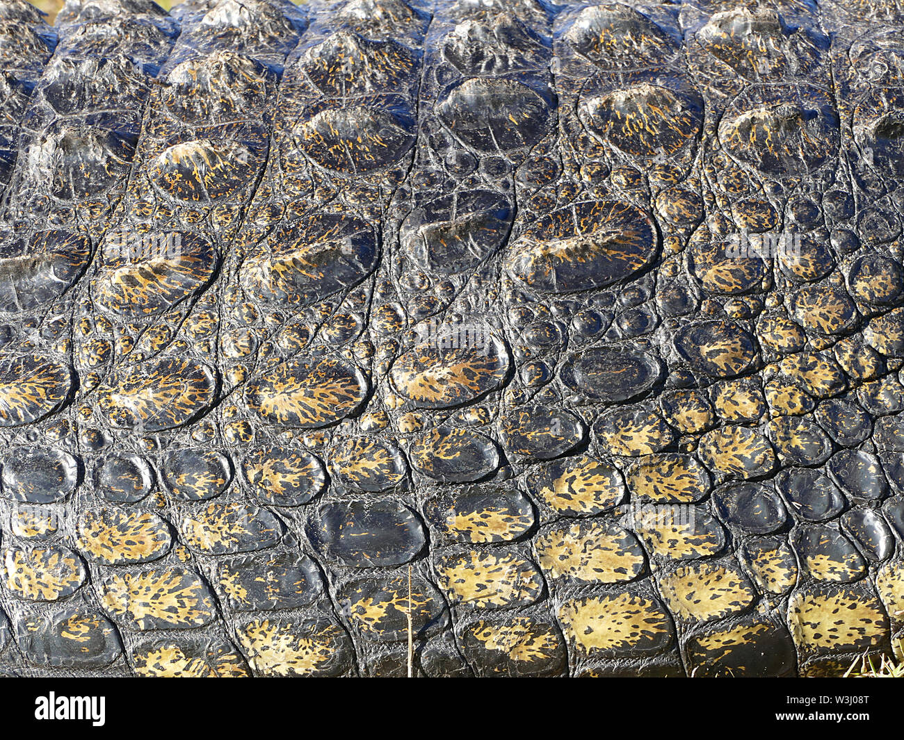Close up of skin of crocodile Stock Photo - Alamy
