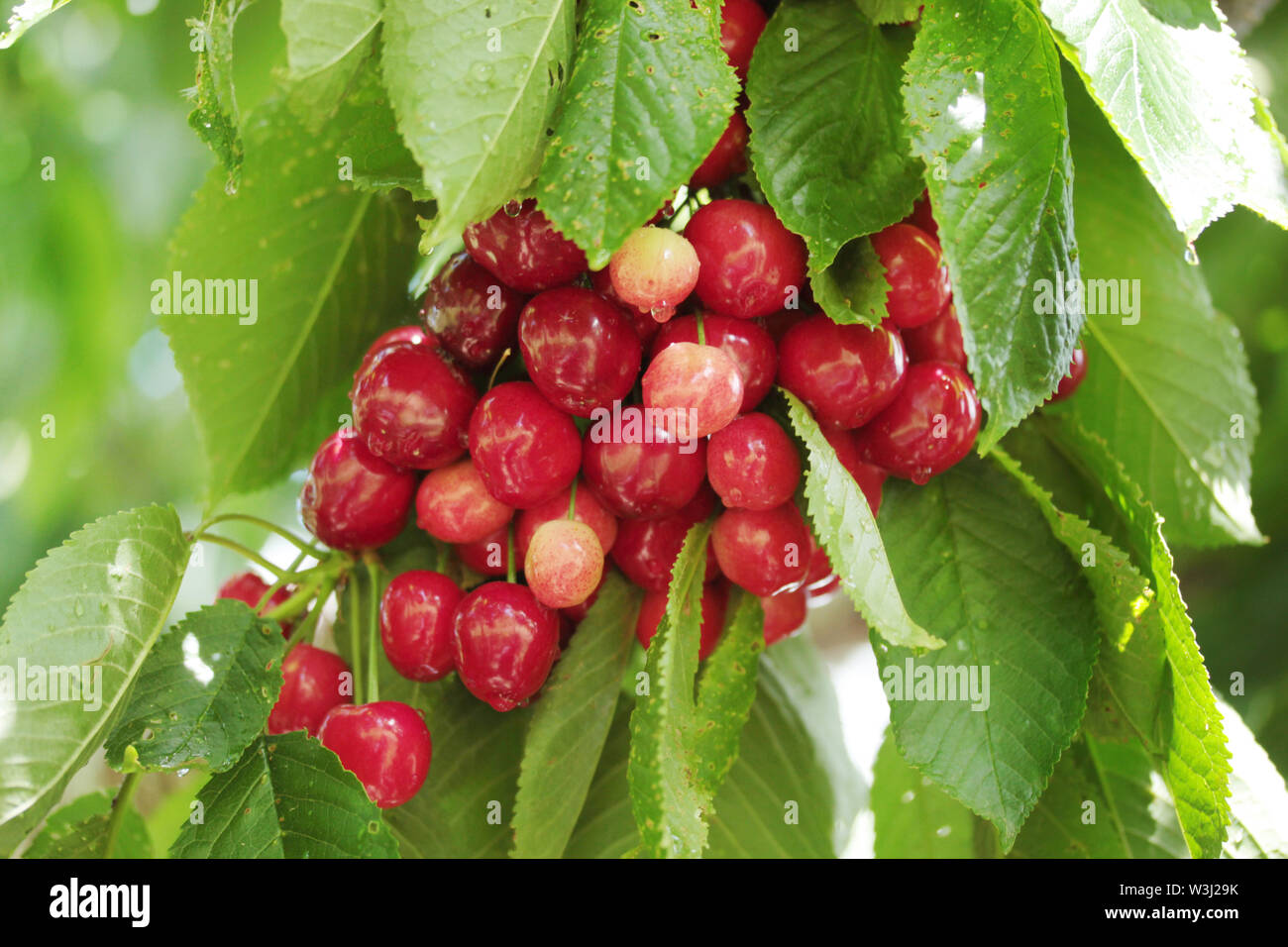 rain drops on cherries Stock Photo - Alamy