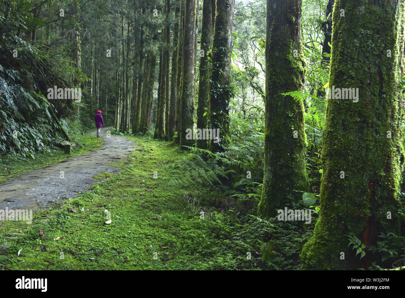 damp forest in Mingchi forest park Stock Photo - Alamy