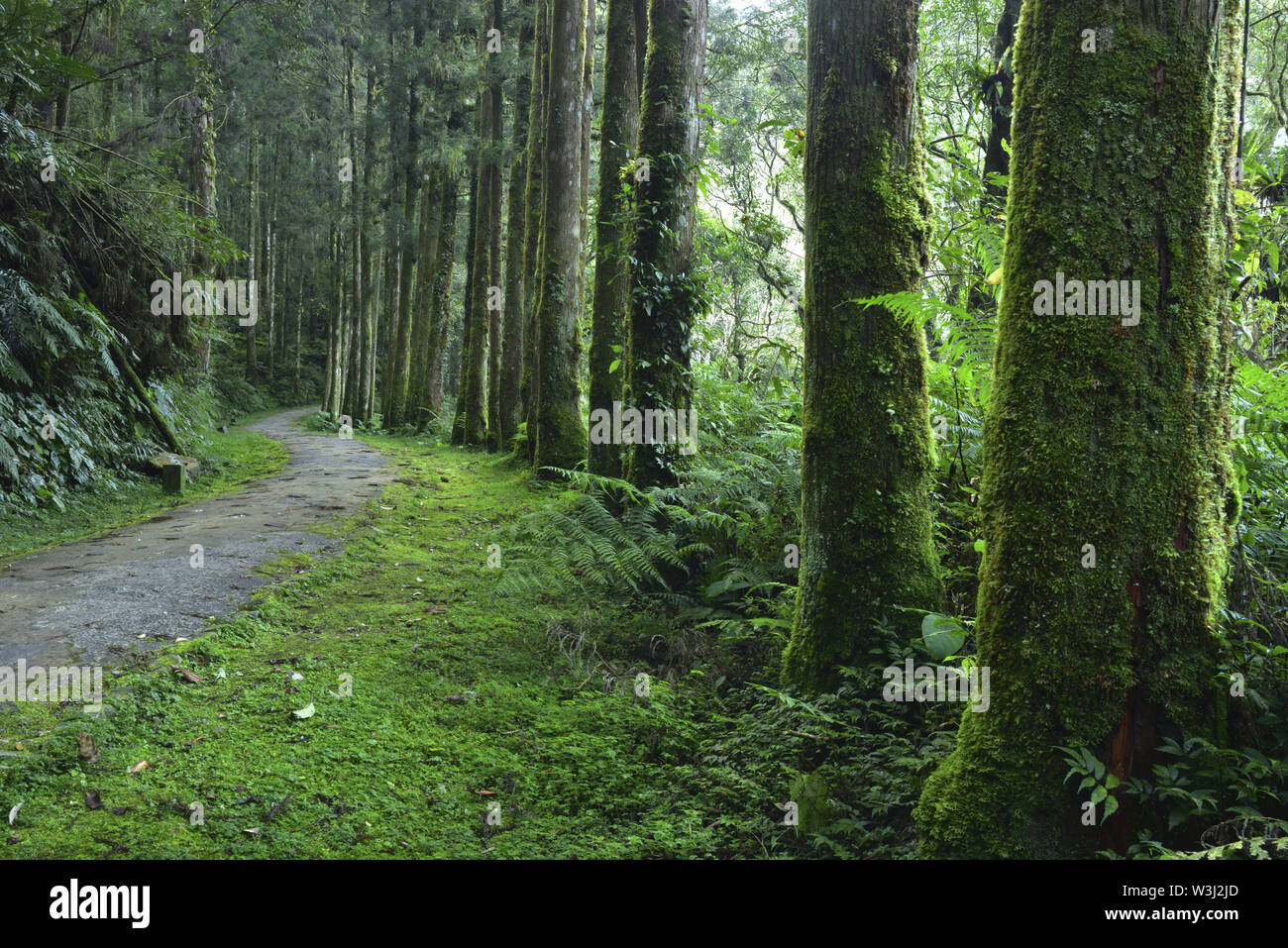 damp forest in Mingchi forest park Stock Photo - Alamy