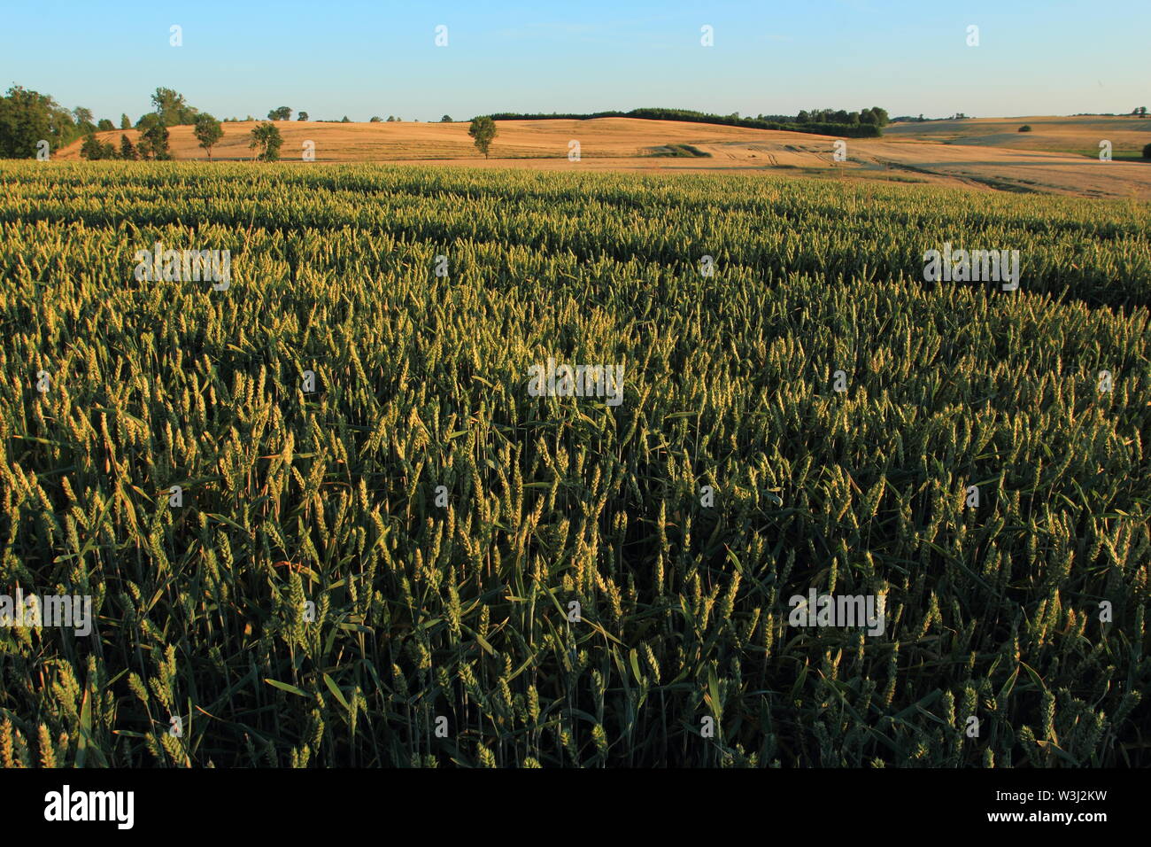 Golden wheat field and sunset sky, landscape of agricultural grain ...