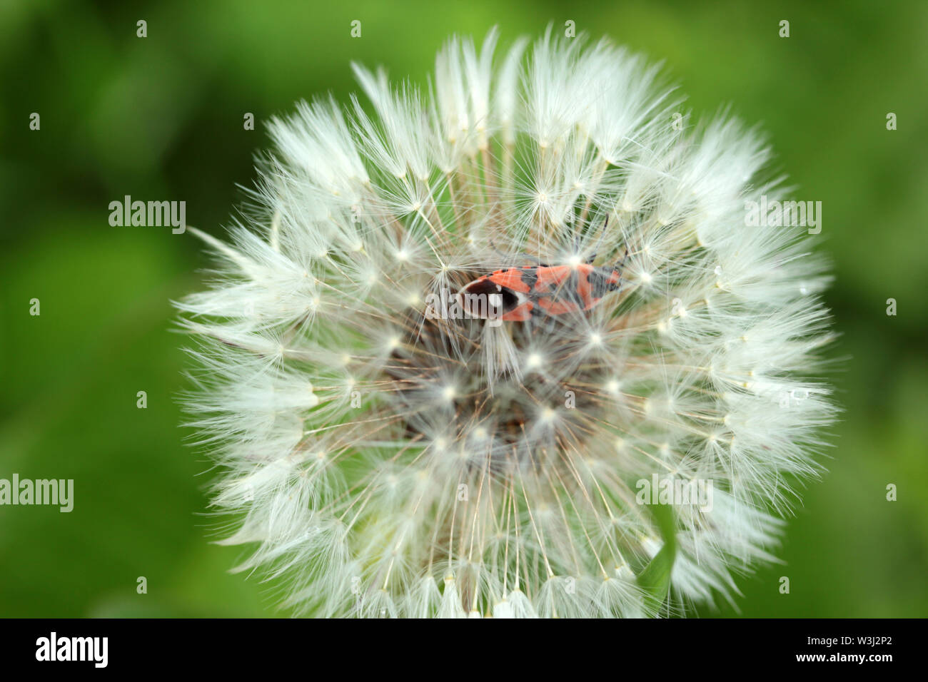 insect (Spilostethus Pandurus) and dandelion seed Stock Photo - Alamy