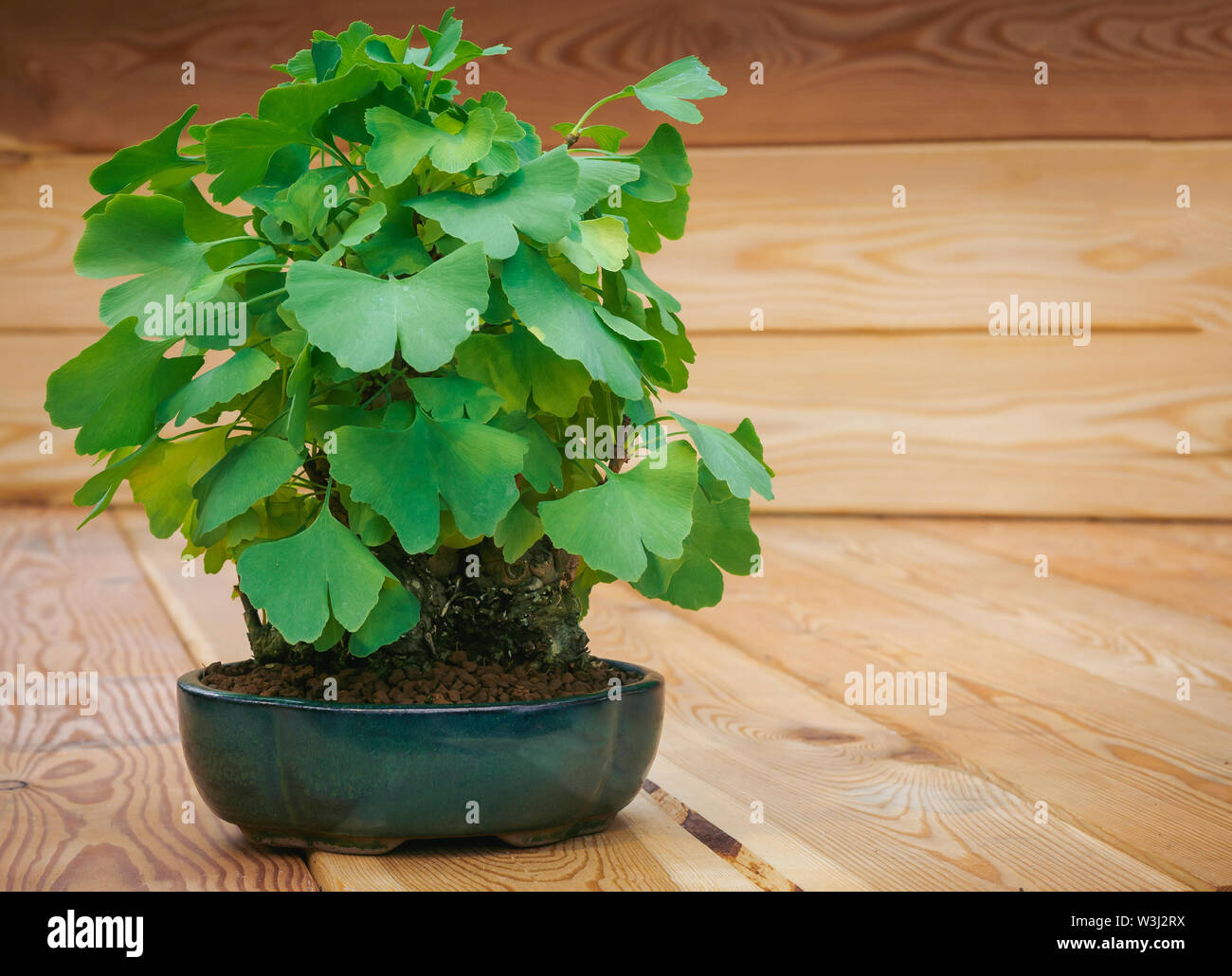 Miniature green bonsai tree Ginkgo Biloba on wooden background Stock ...