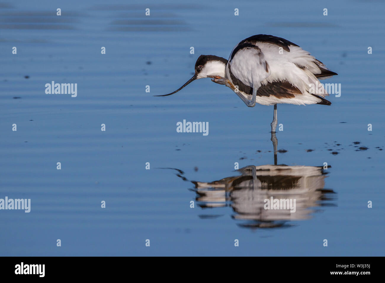 American pied avocet hi-res stock photography and images - Alamy