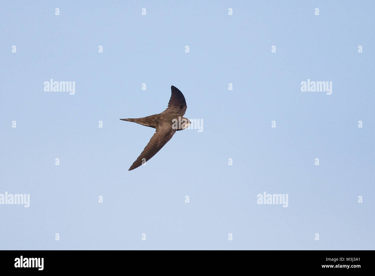 Common Swift (Apus apus Stock Photo - Alamy