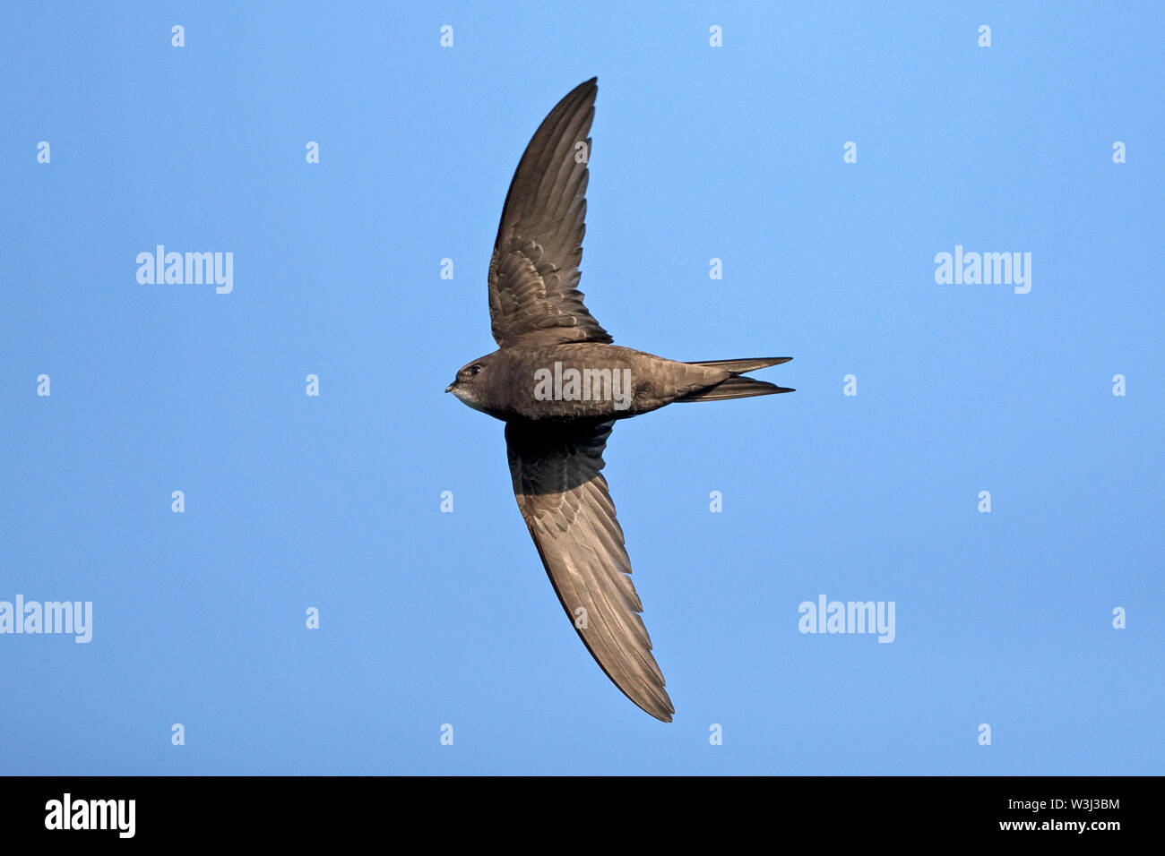Common Swift (Apus apus Stock Photo - Alamy