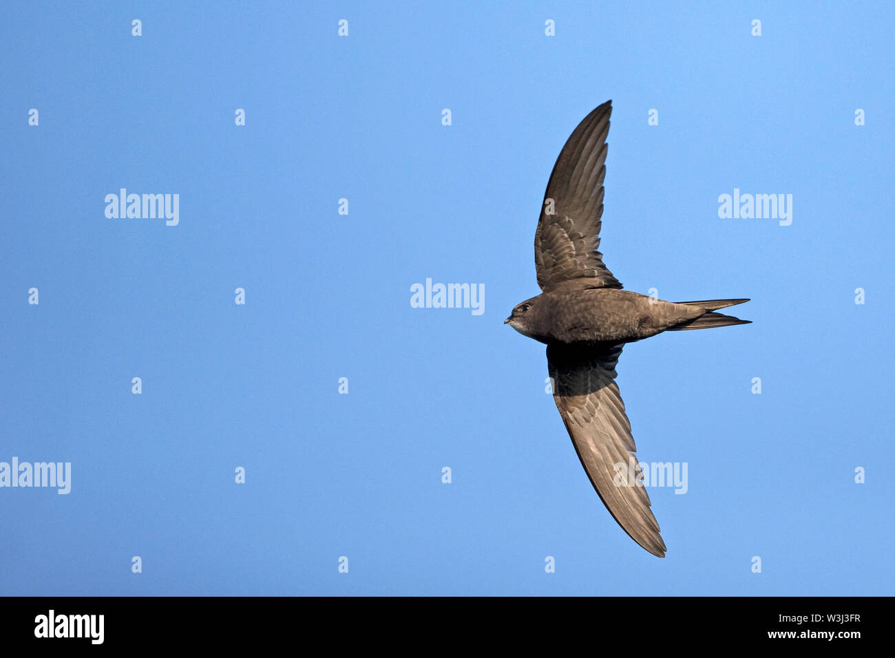 Common Swift (Apus apus Stock Photo - Alamy