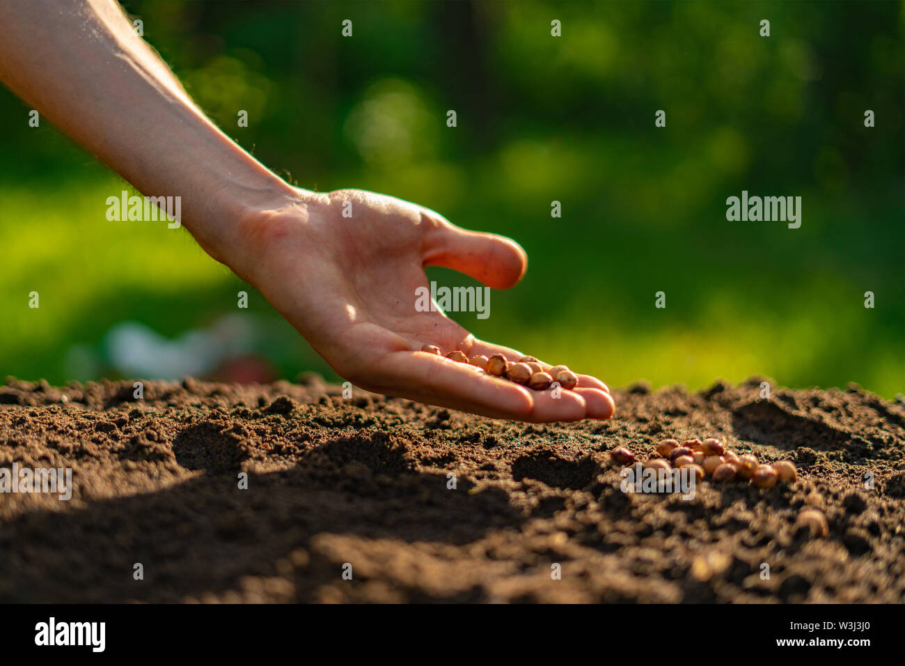 dirty farmer hand puts a plant seed in the hole in the soil Stock Photo ...