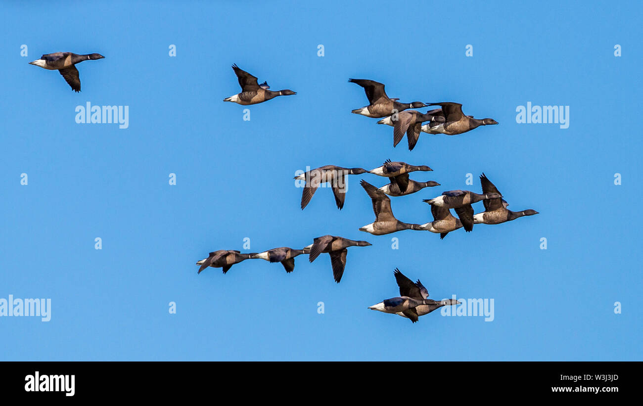 Brant goose flight hi-res stock photography and images - Alamy