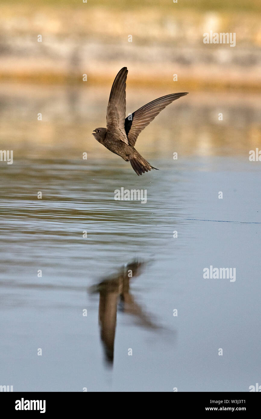 Common Swift (Apus apus Stock Photo - Alamy
