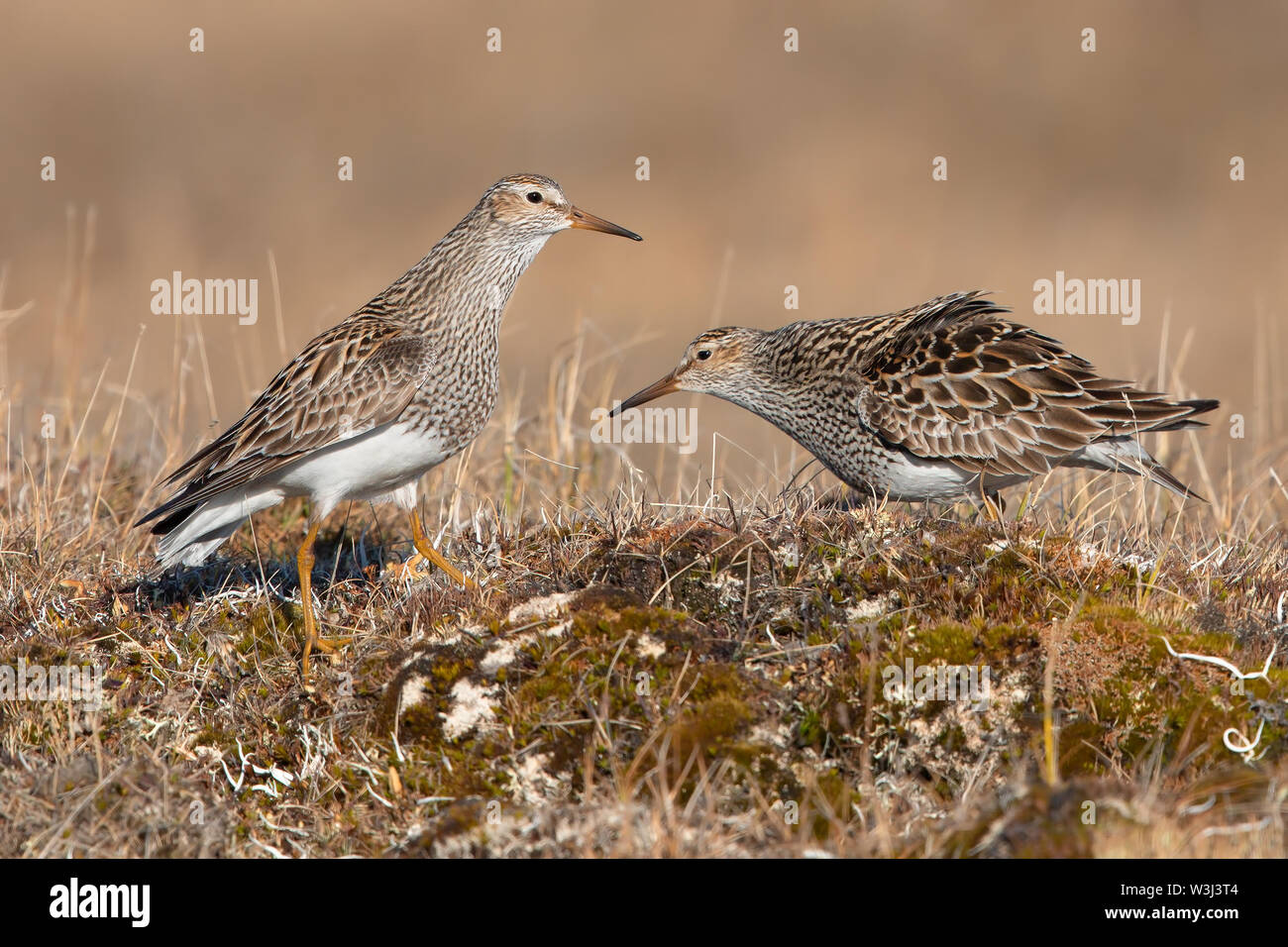 Pectoral sandpiper alaska hi-res stock photography and images - Alamy