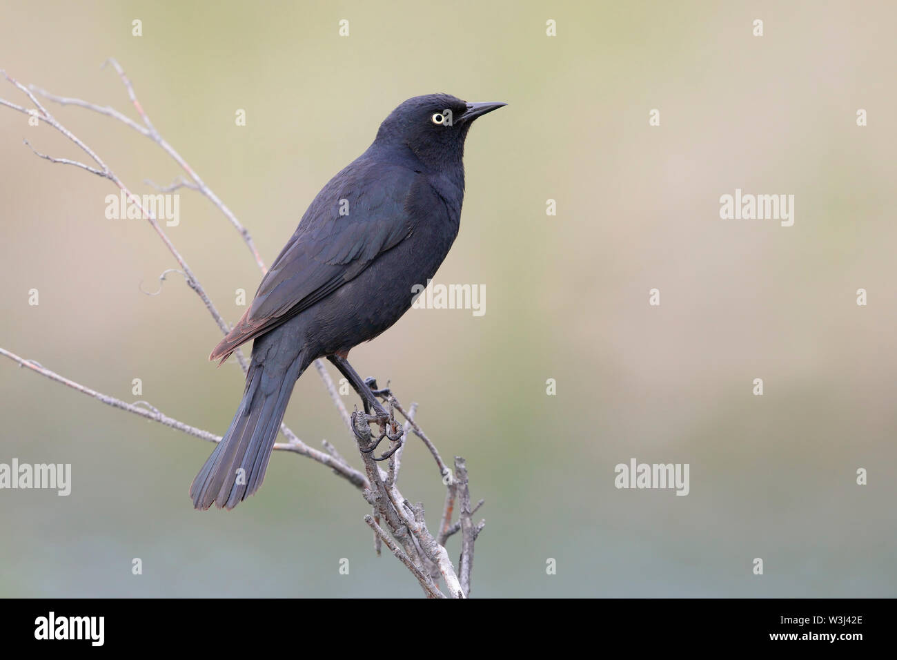 Rusty blackbird hi-res stock photography and images - Alamy