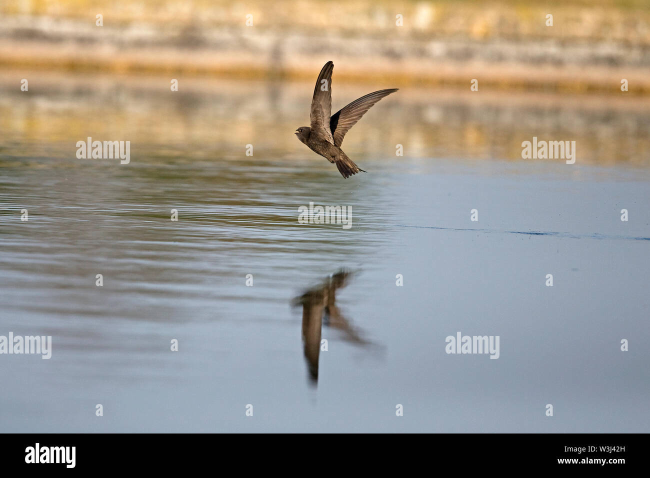 Common Swift (Apus apus Stock Photo - Alamy
