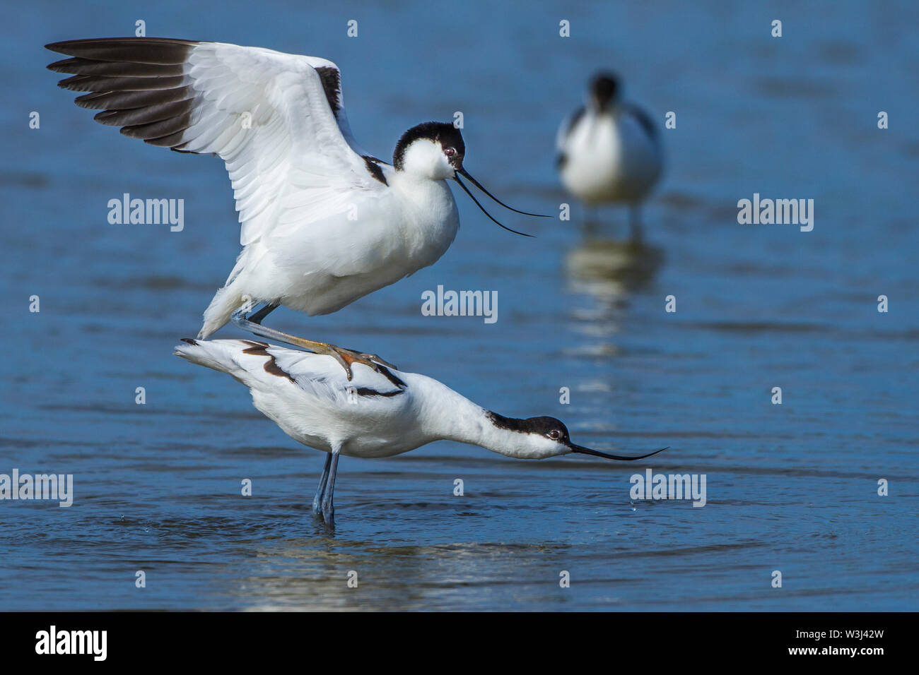 American pied avocet hi-res stock photography and images - Alamy