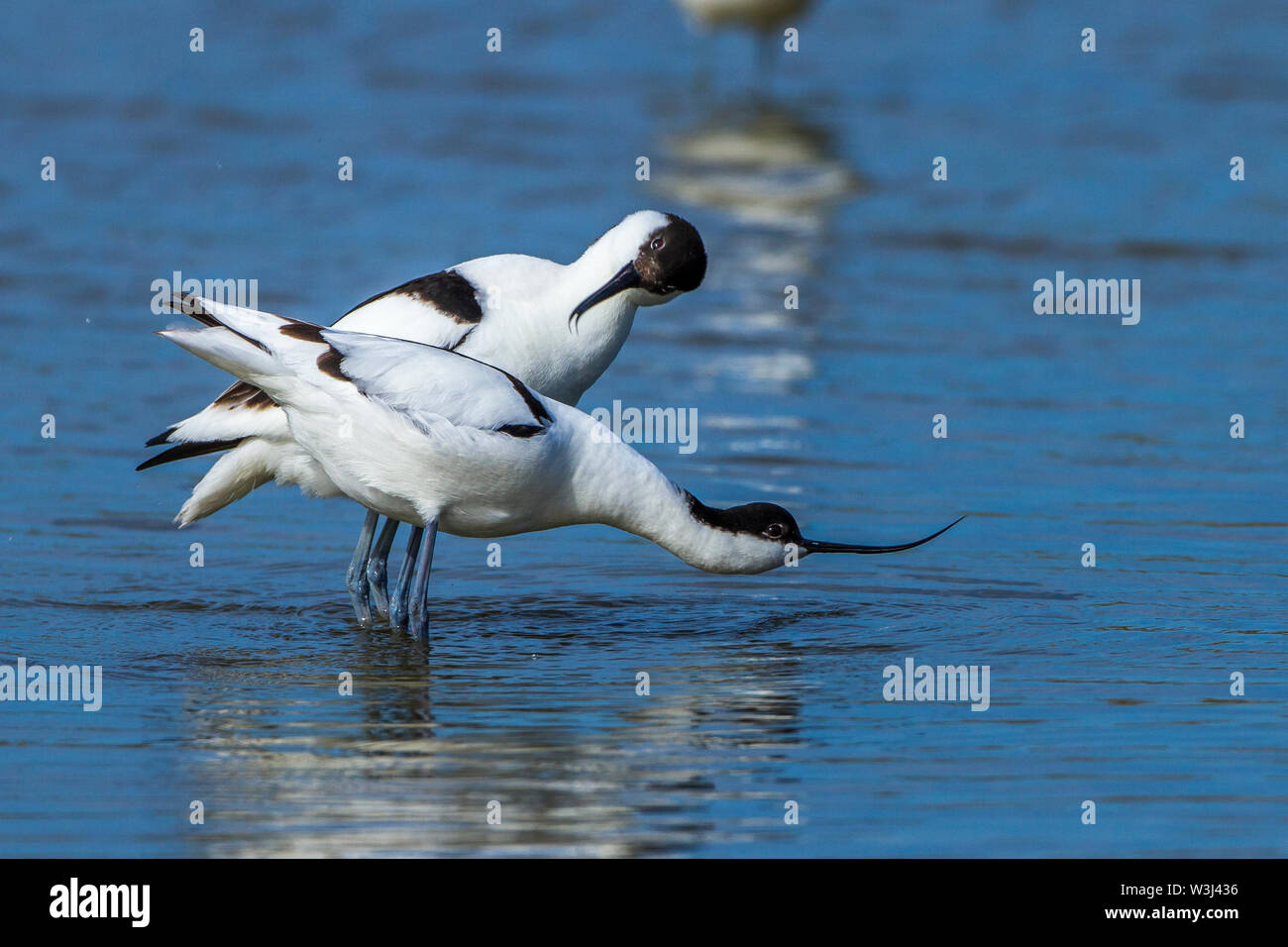 American pied avocet hi-res stock photography and images - Alamy