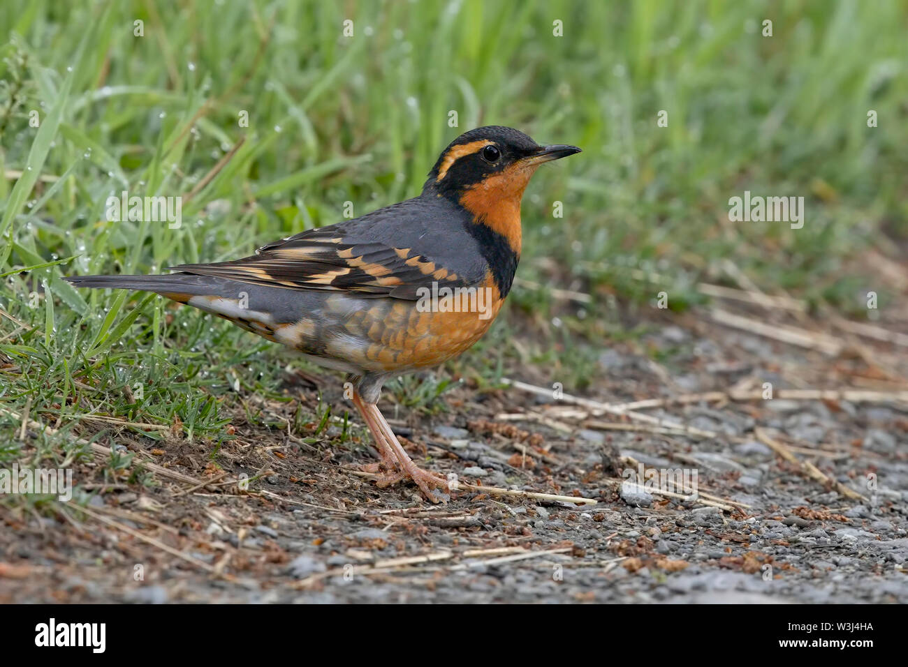 Varied thrush hi-res stock photography and images - Alamy