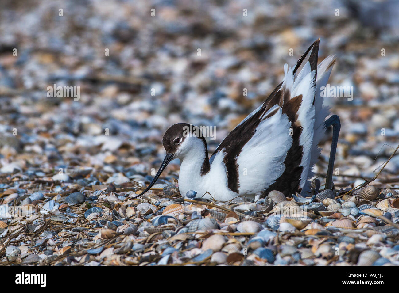 American pied avocet hi-res stock photography and images - Alamy