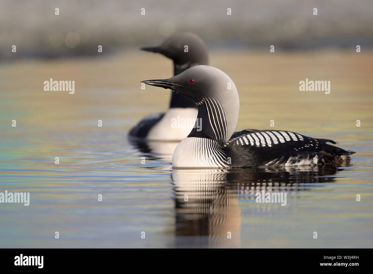 Pacificloon hi-res stock photography and images - Alamy