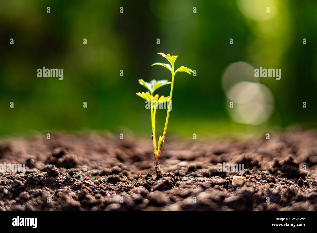 small young sprout growing in the soil in garden, ecology and ...