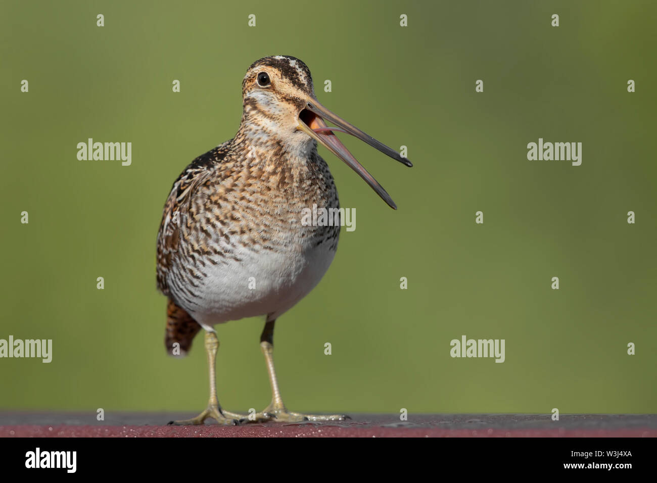 Wilsonsnipe hi-res stock photography and images - Alamy