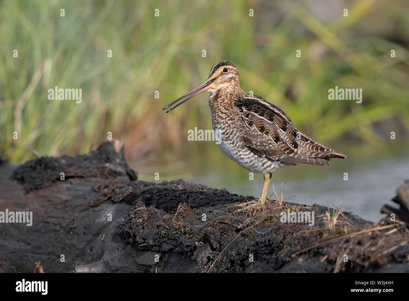 Wilsonsnipe hi-res stock photography and images - Alamy